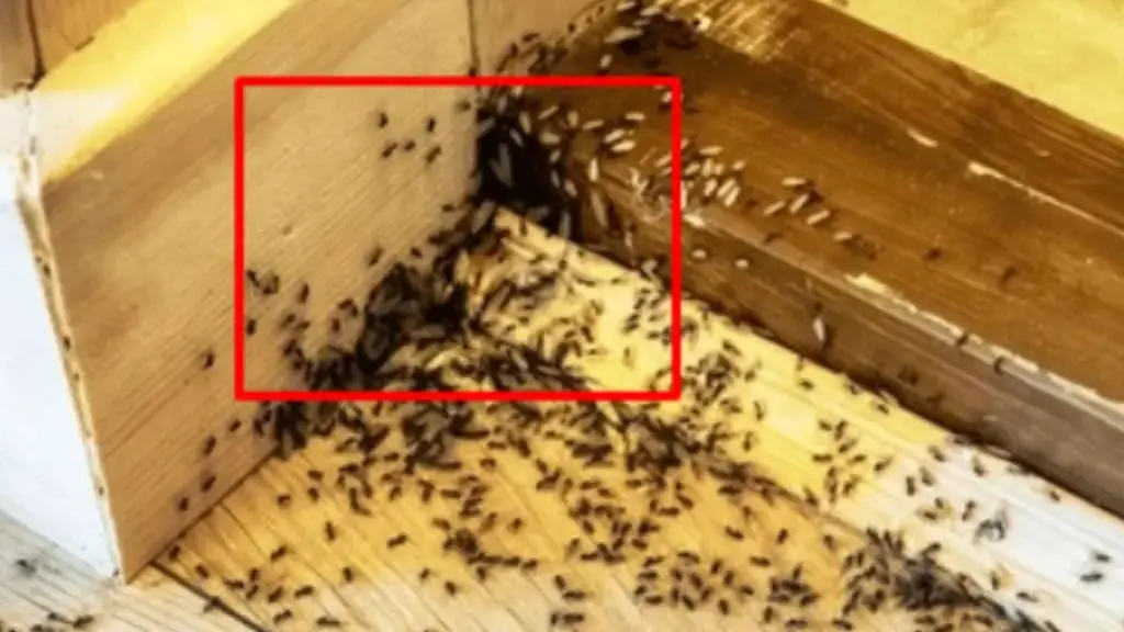 Si të mbani milingonat jashtë shtëpisë me një produkt të zakonshëm shtëpiak