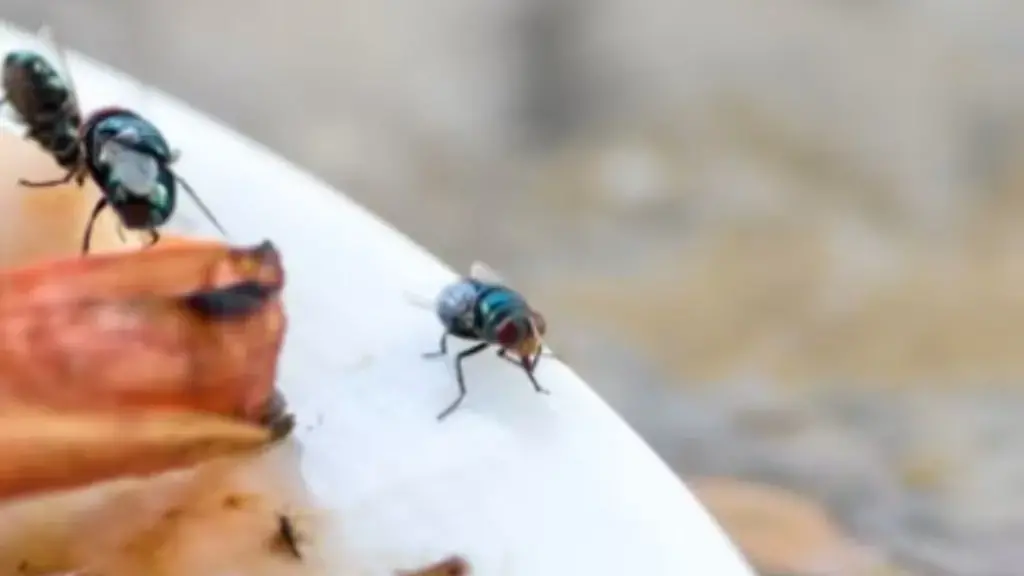 Si t'i mbani mizat jashtë shtëpisë suaj gjatë verës me një zgjidhje ...